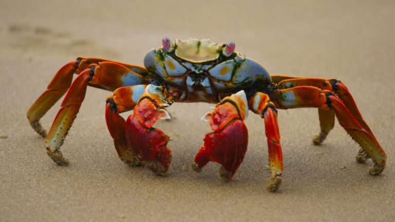 Saintis Berjaya Cipta Bateri Daripada Kulit Ketam